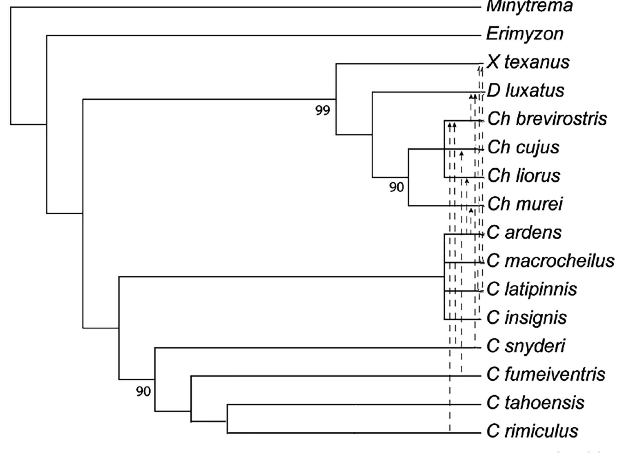 morphological tree showing branching relationships of
