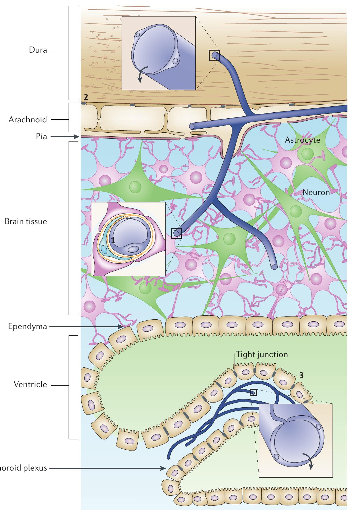 | location of barrier sites in the cns. barriers are present
