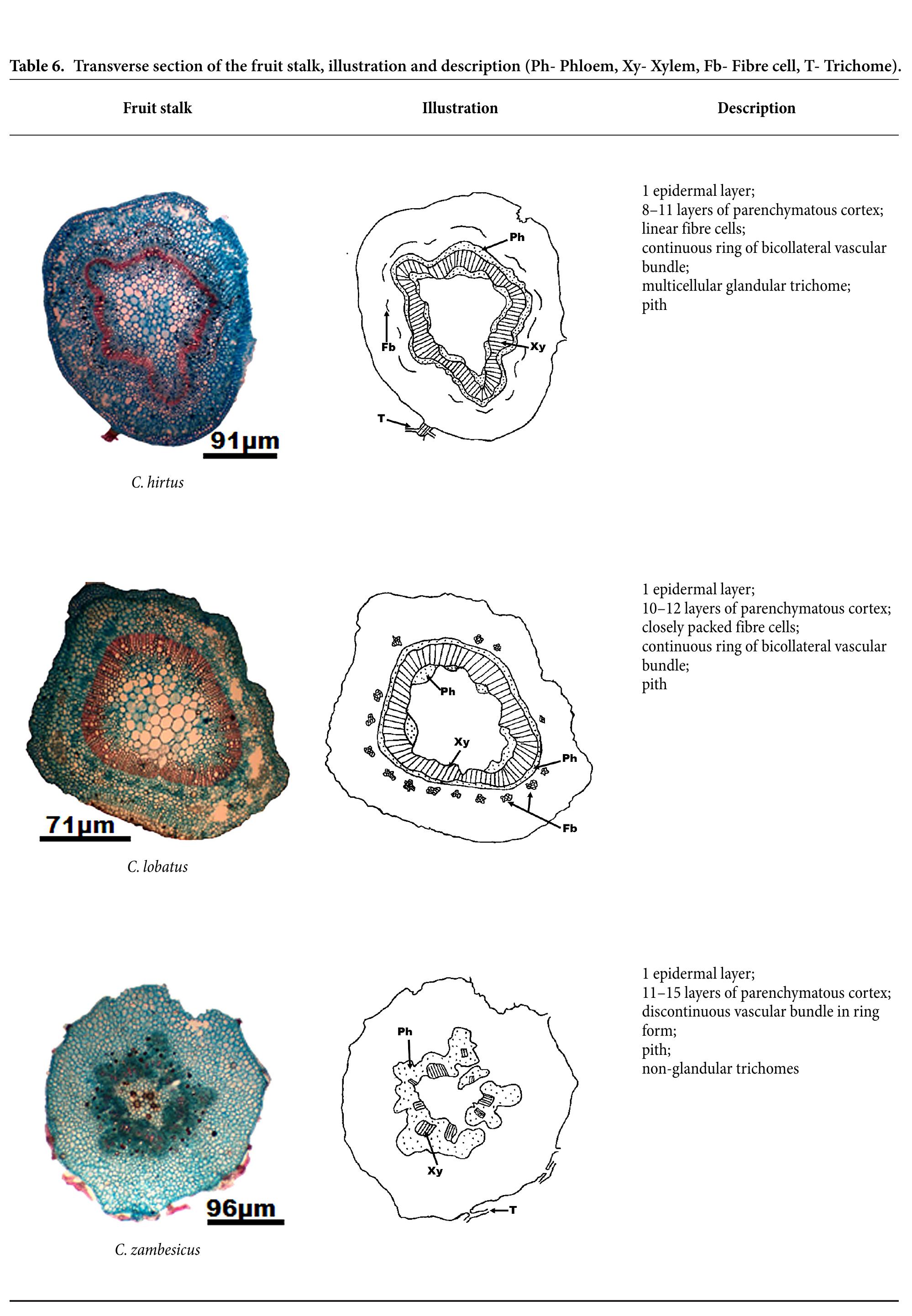 Figure 8 - Morpho-anatomical and histological characters in