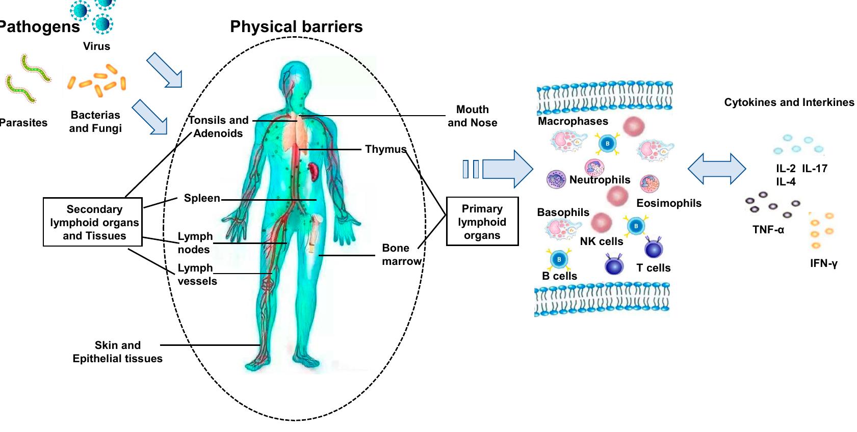 Key components and pathways in host immune response against