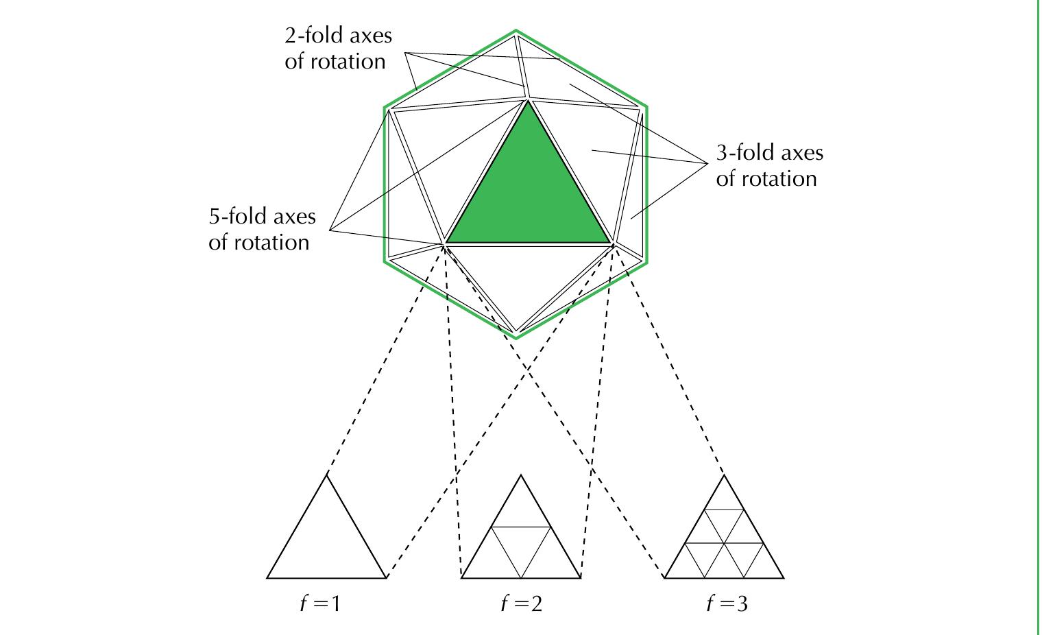 5 illustration of the 2-3-5 symmetry of an icosahedron. more