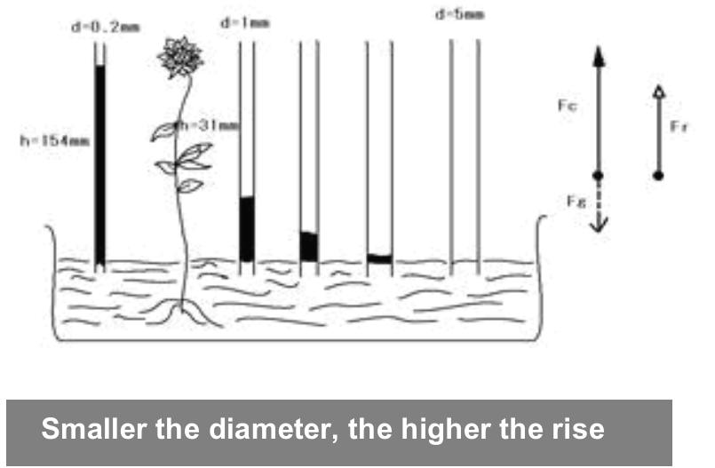 Capillary rise vs. fineness of particles (massari)