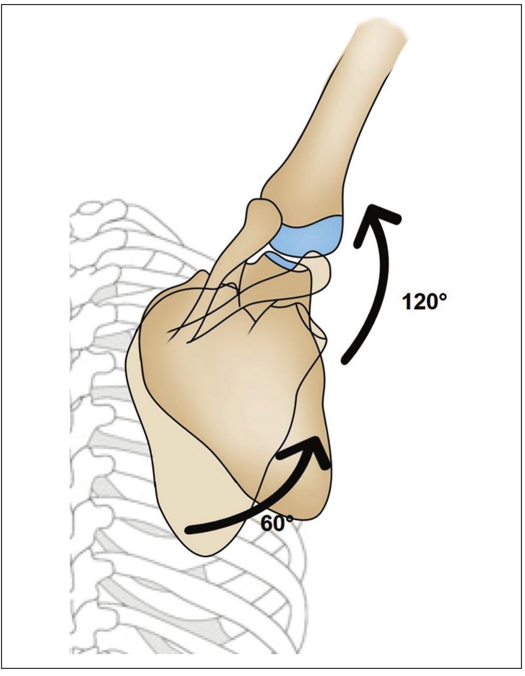 Schematic representation of the 2:1 scapulohumeral rhythm.