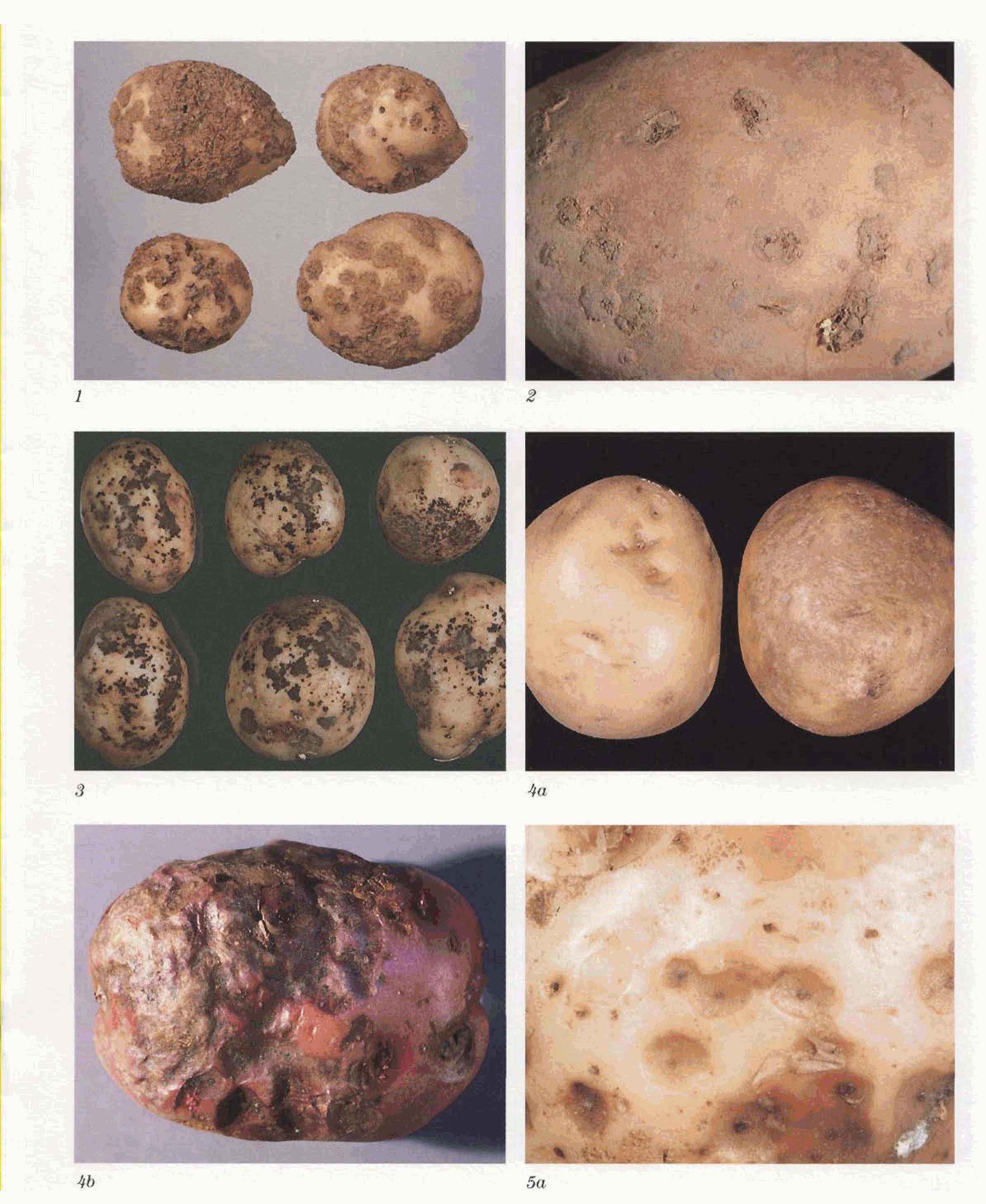 Figure 3 - Detection of Potato Tuber Diseases and Defects