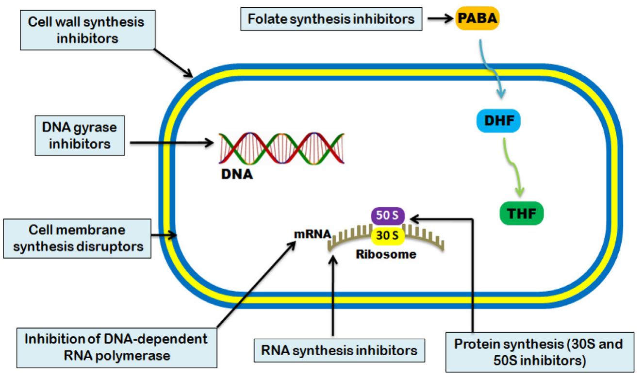 Mode of action of antibiotics. Mode of action of antibiotics.