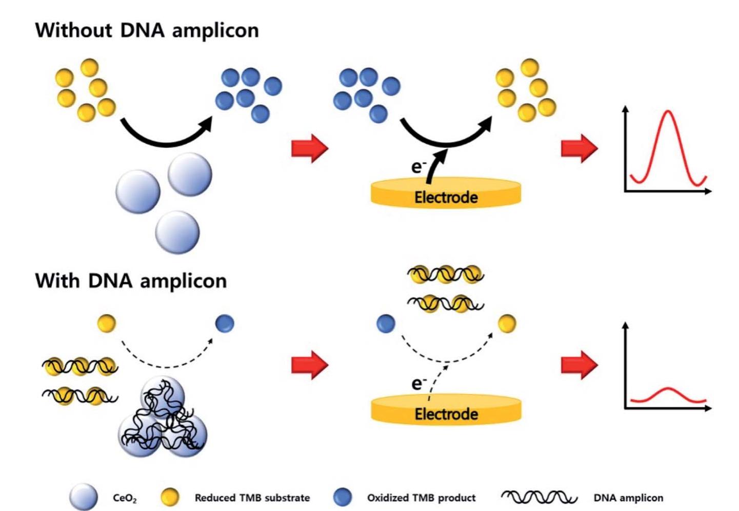 Schematic illustration of the dna detection with an
