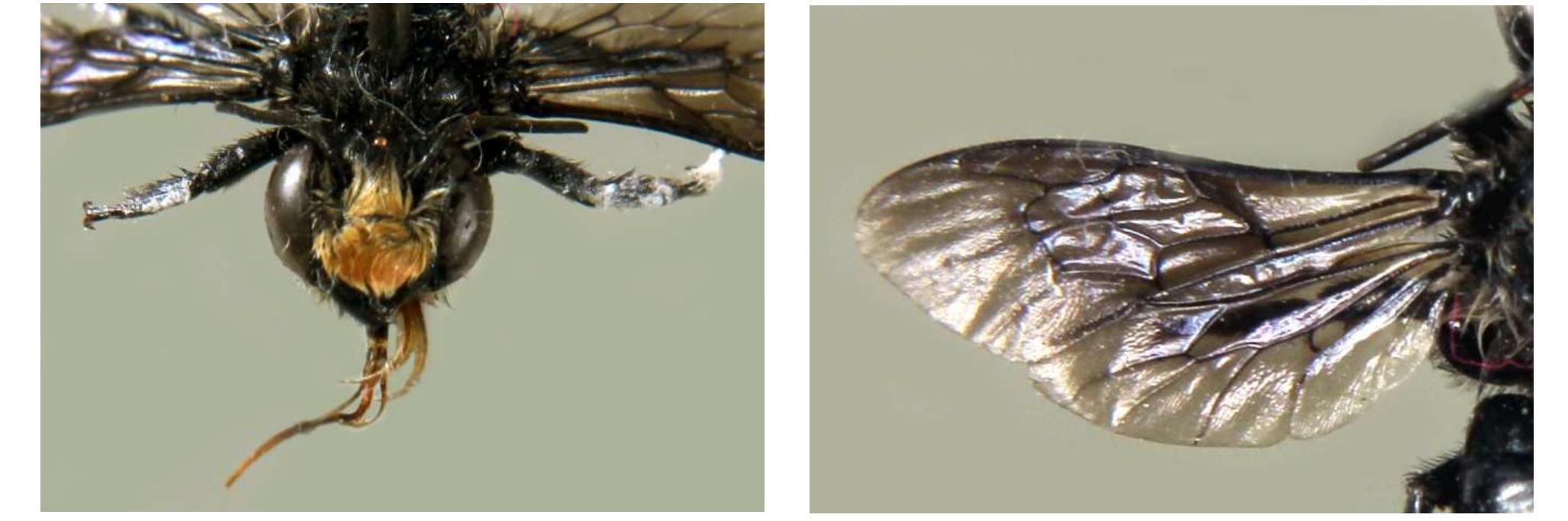 Body parts (dorsal habitus, head and wing) of m.