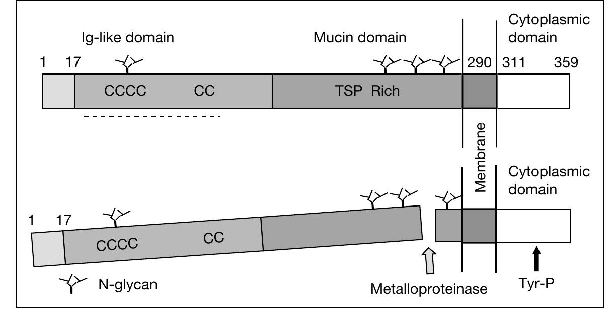 Drawing showing the structure of kim-1. the protein is a