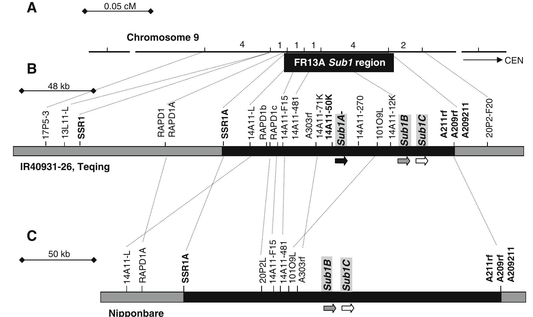 Genetic and physical map of the sub/ locus on the long arm