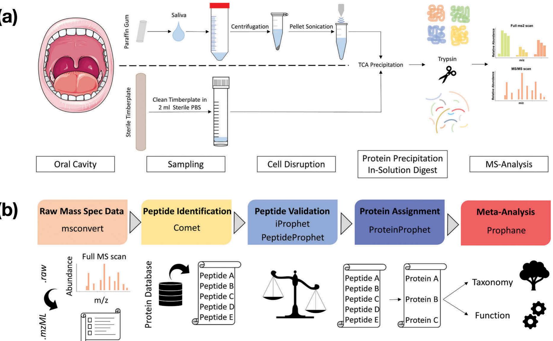 Laboratory workflow for saliva and tongue microbiome