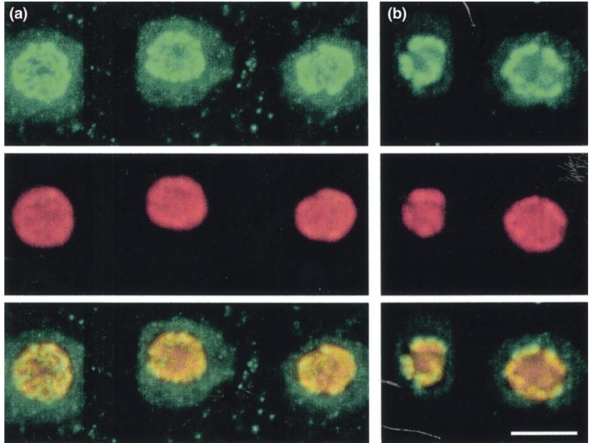 Immunofluorescence and confocal microscopy. (a) projection
