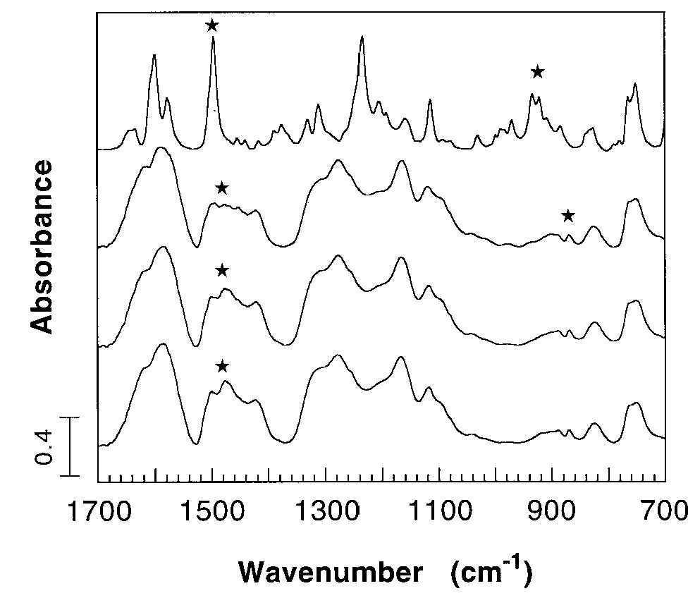 Ftir spectra of 440-a benzoxazine, from top to bottom:
