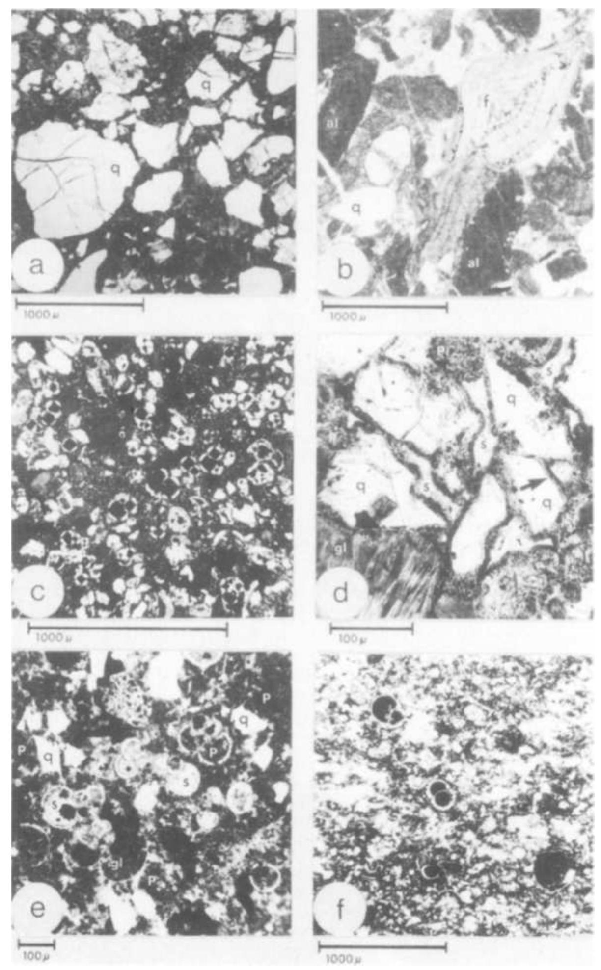 —photomicrographs, waiau river section. abbreviations: q,
