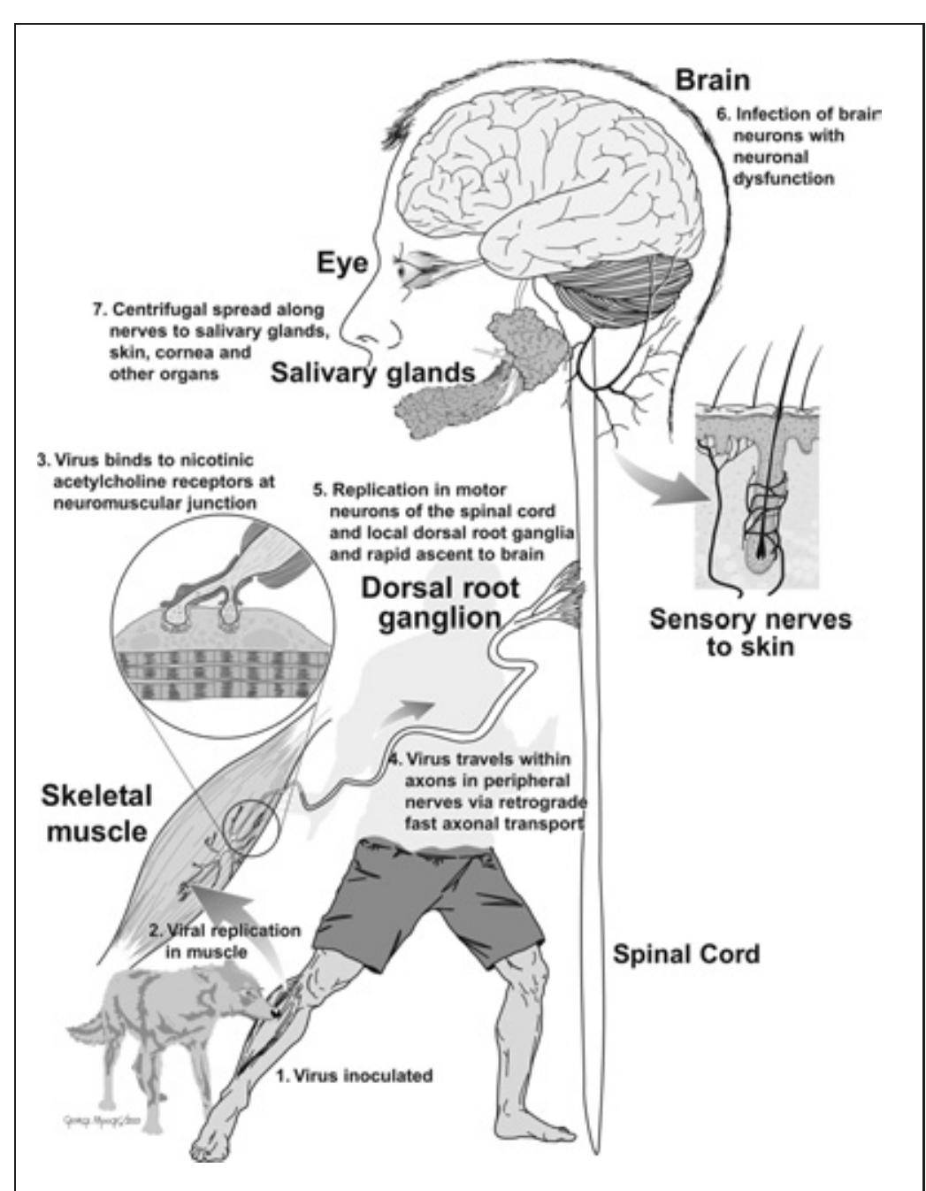Epidemiology figure 1: schematic diagram showing the