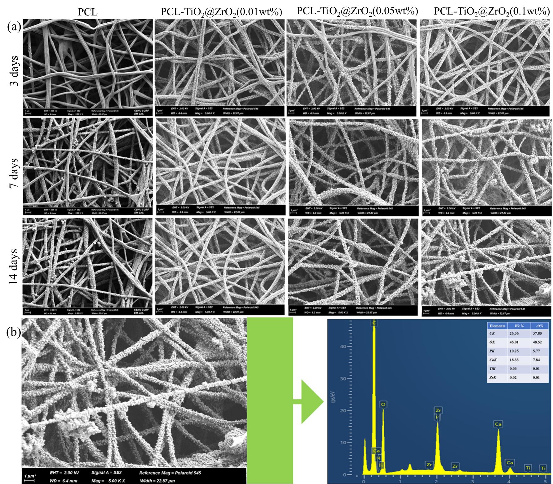 (a) fe-sem images of sbf-treated nanofibrous scaffolds.