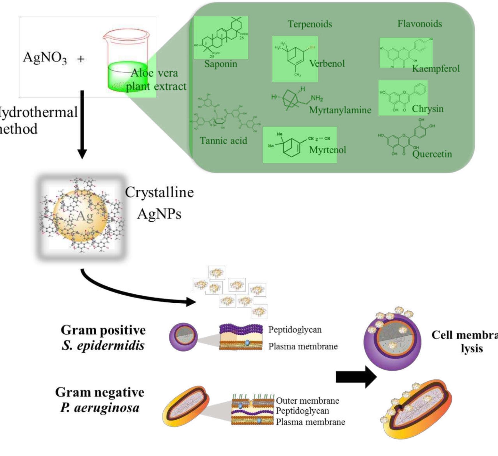 Illustration of proposed bacterial inactivation mechanism