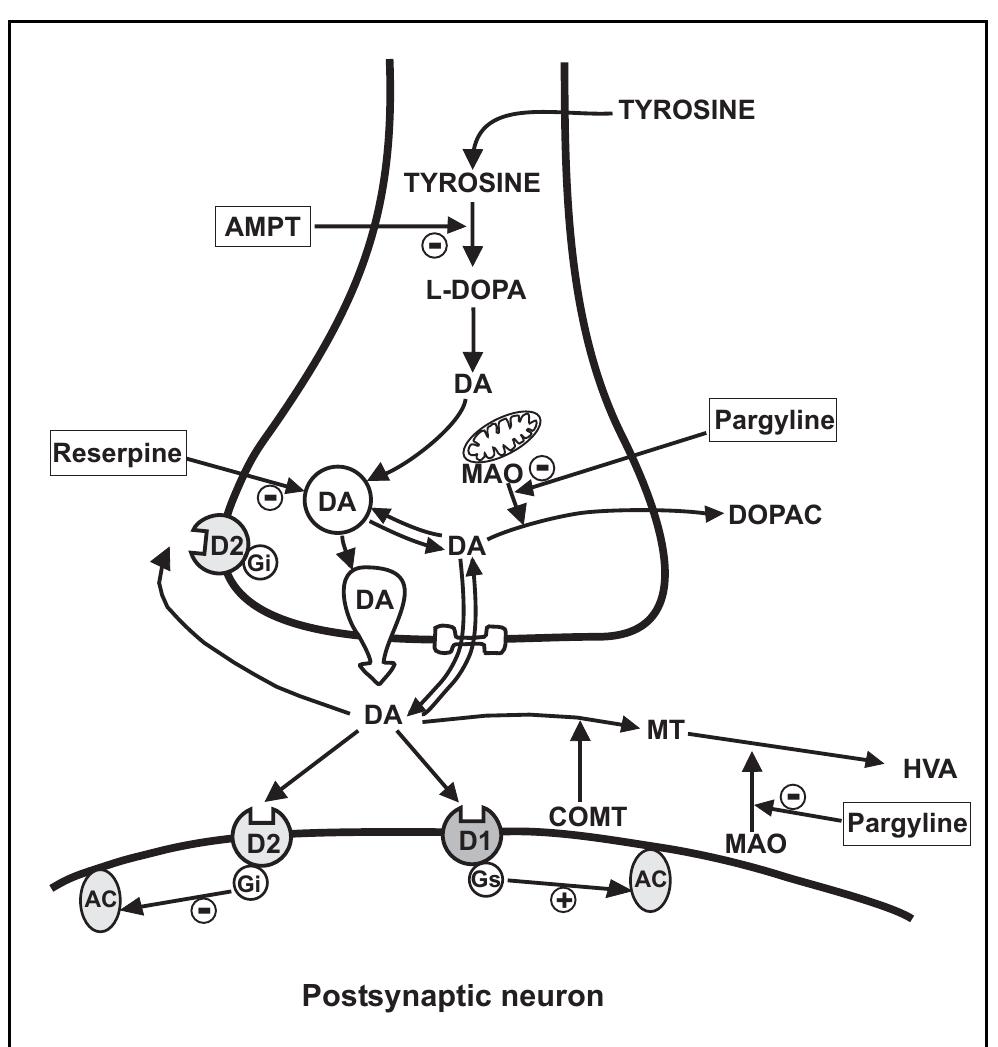 Schematic drawing of a dopaminergic nerve terminal. ampt,