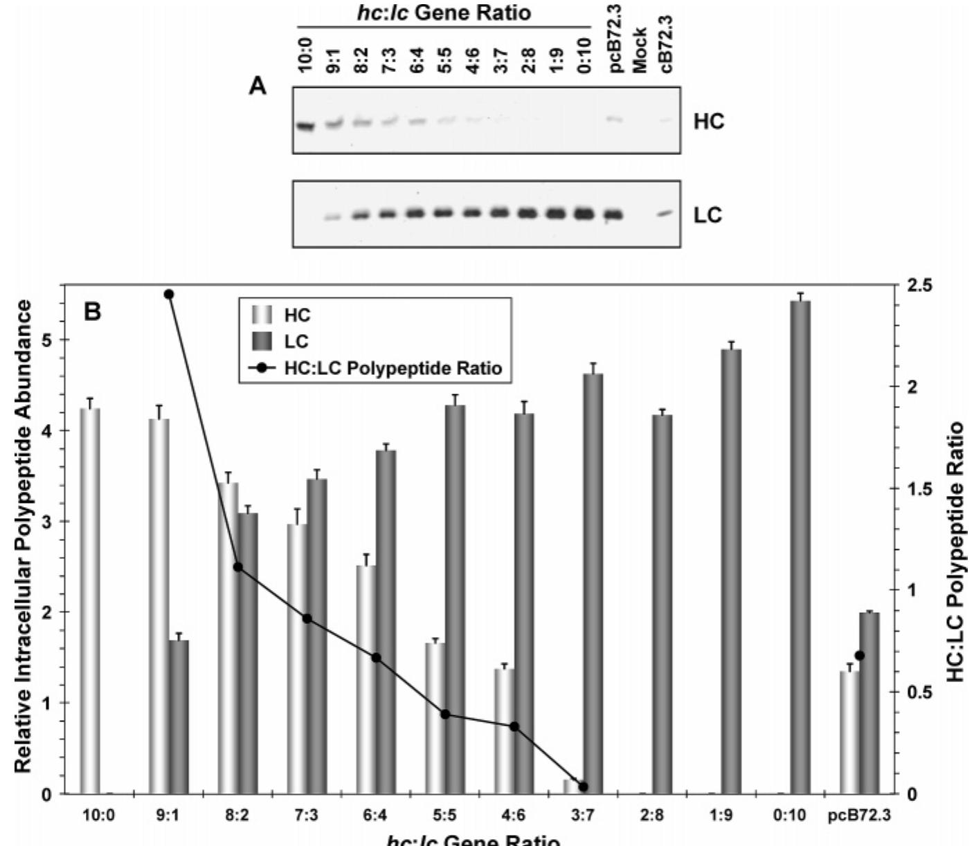 Immunoblot analysis of intracellular hc and lc polypeptides