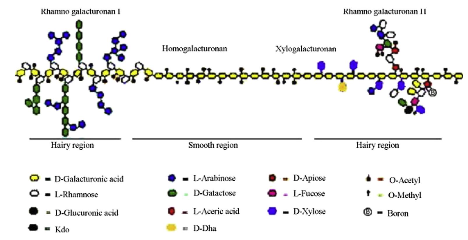 Hairy and smooth regions of pectin. with permission from