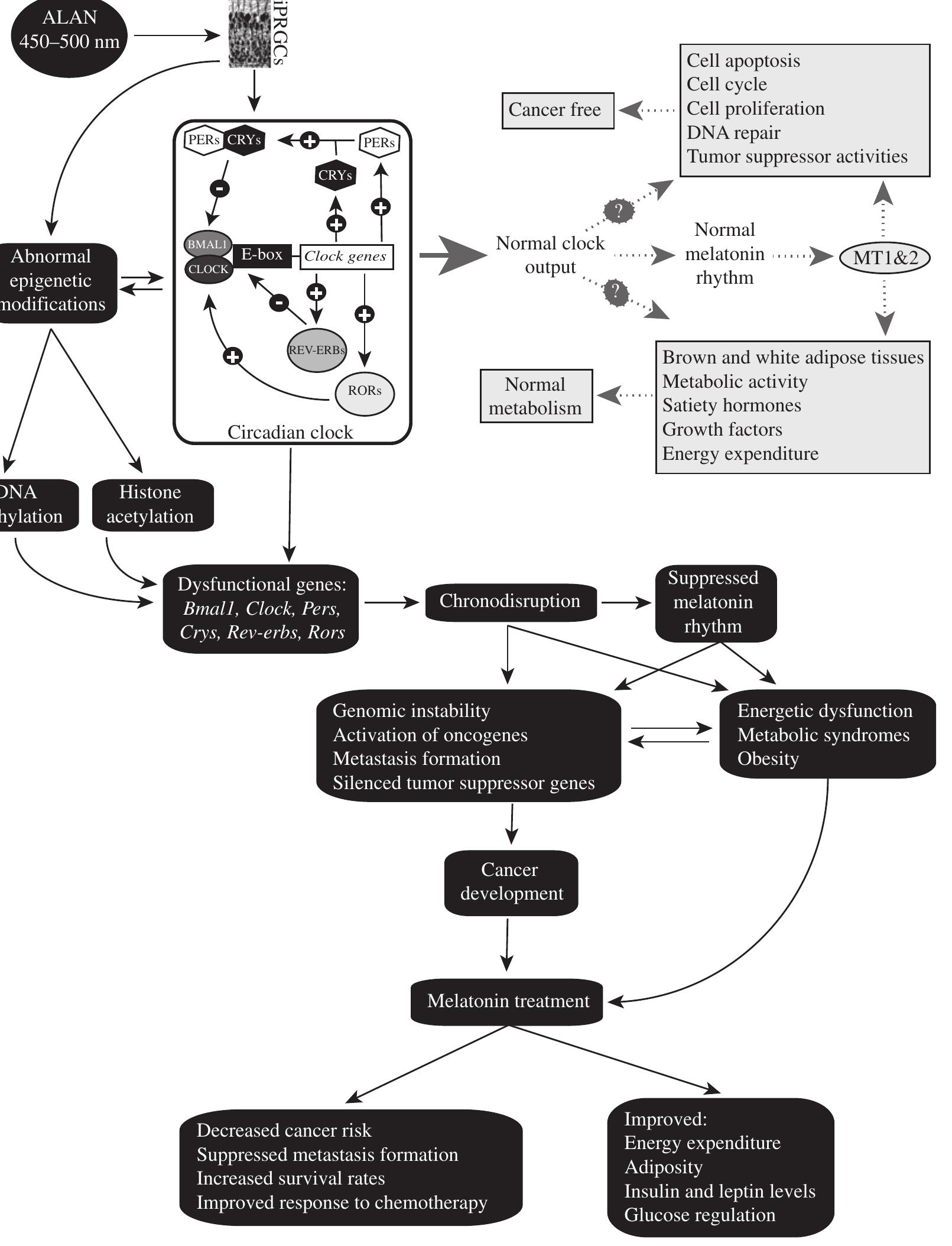 Schematic representation of the connections between the