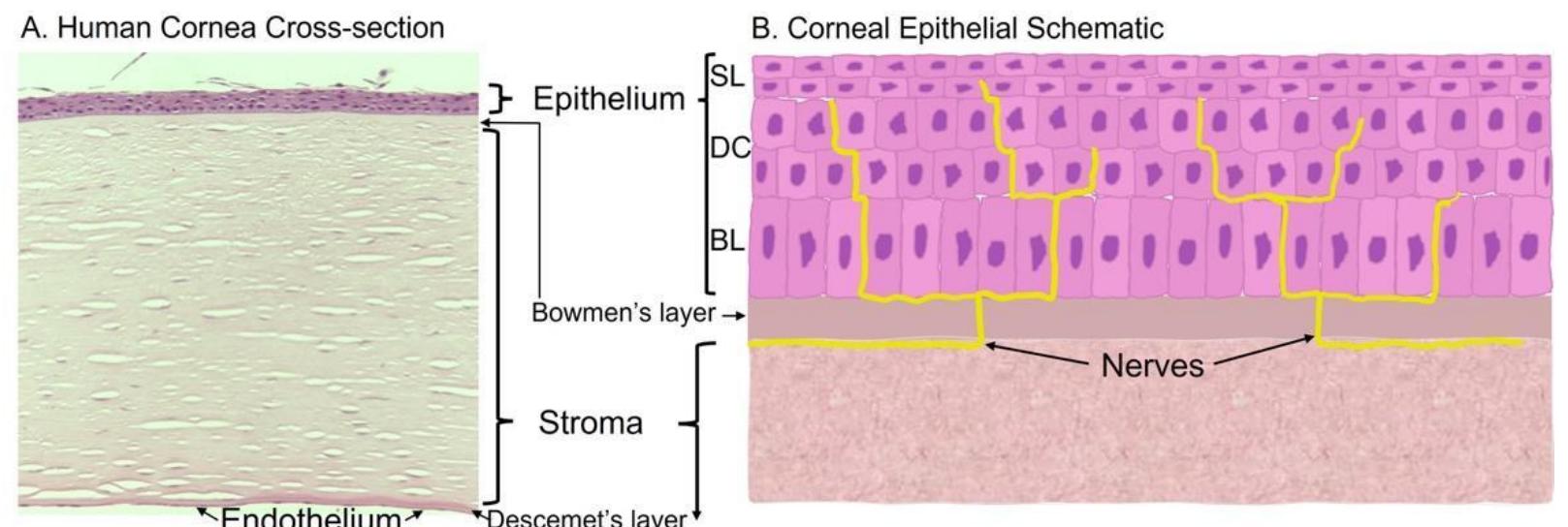 Histology and schematic of the cornea. (a) human cornea