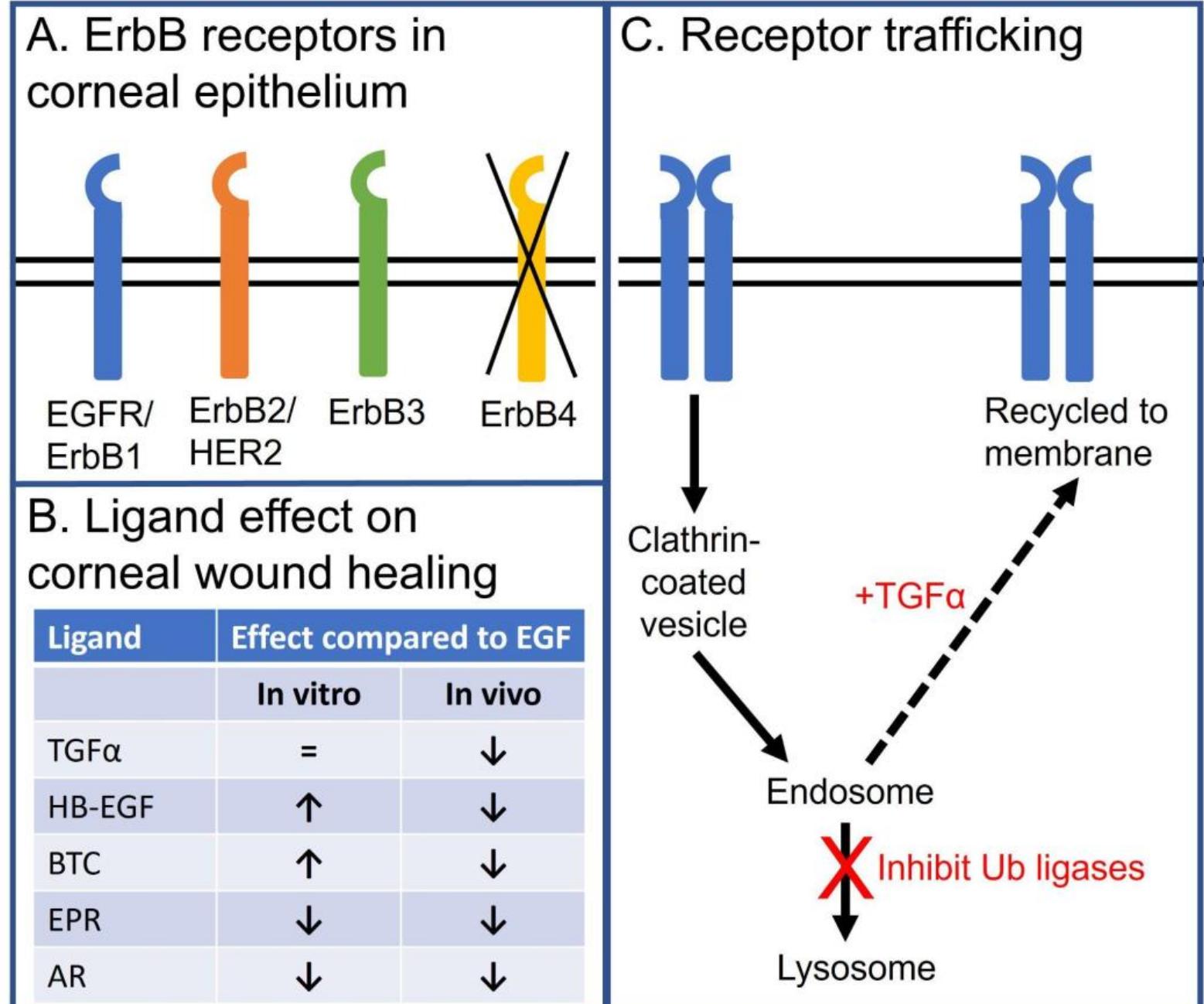 Schema summarizing the role of egfr and erbb family members