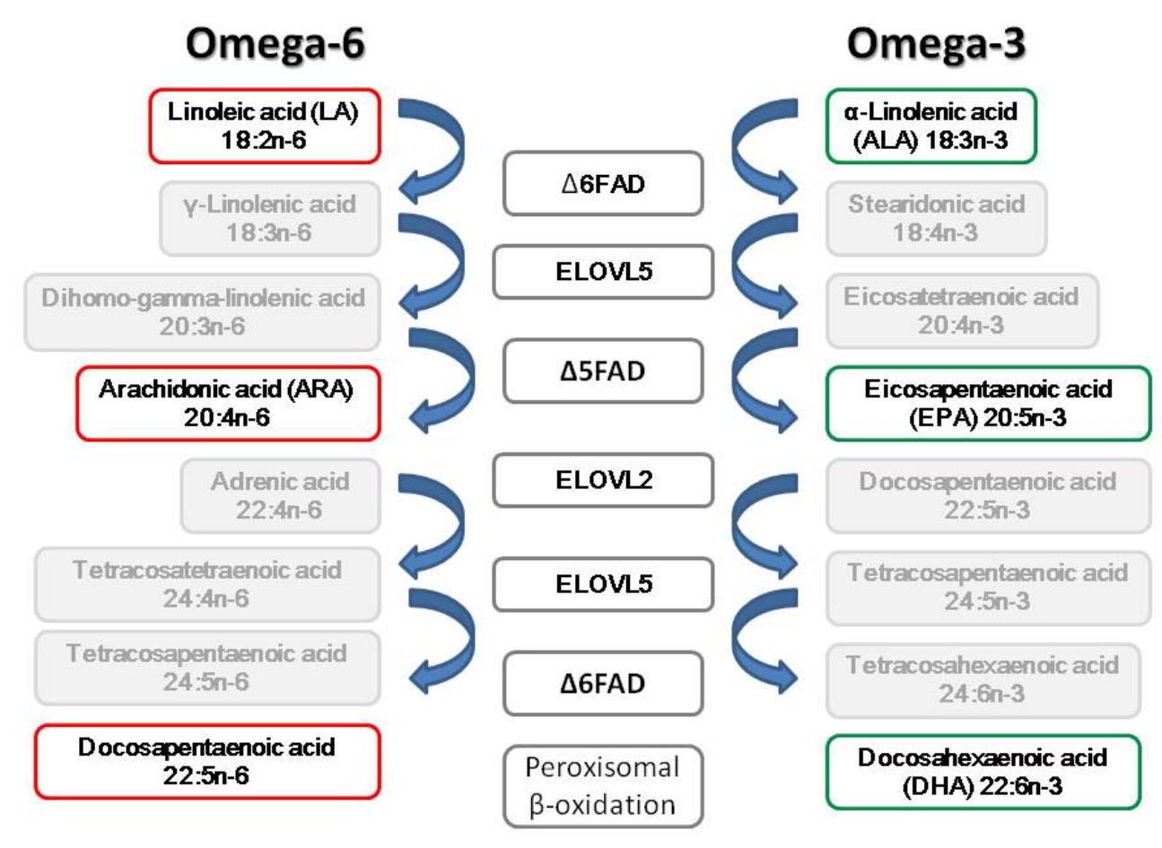 Elongation and desaturation pathway of n-6 and n-3 fatty