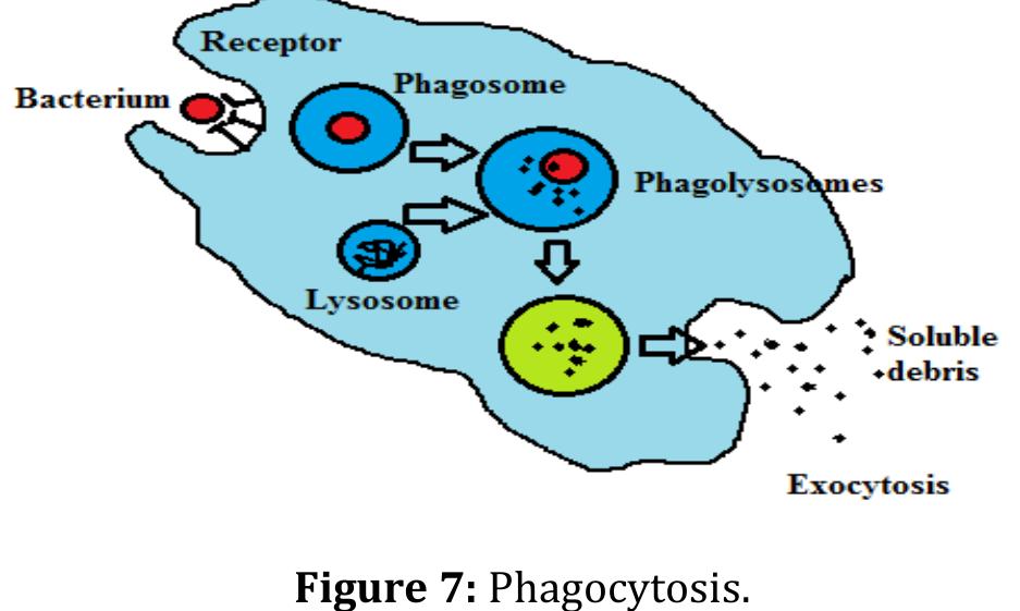 Figure 7 - HEMATOPOIESIS: ORIGIN OF BLOOD CELLS AND BLOOD