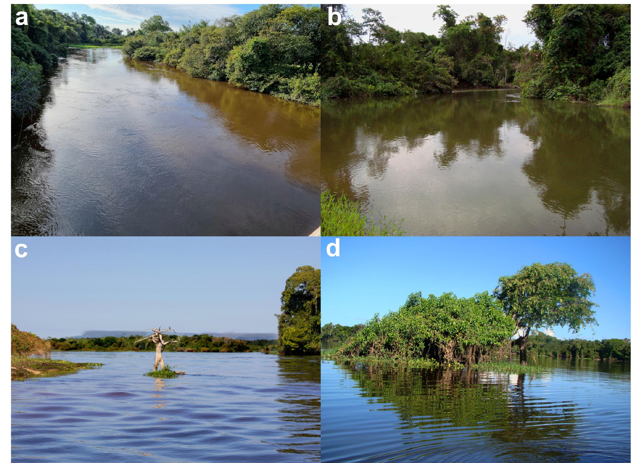 Typical habitats of hypostomus pantherinus: a and b) upper