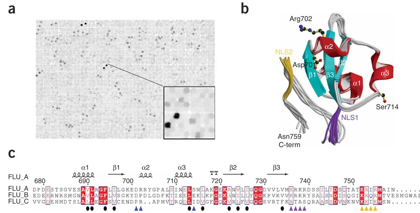 Identification and solution nmr structure of pb2 c-terminal