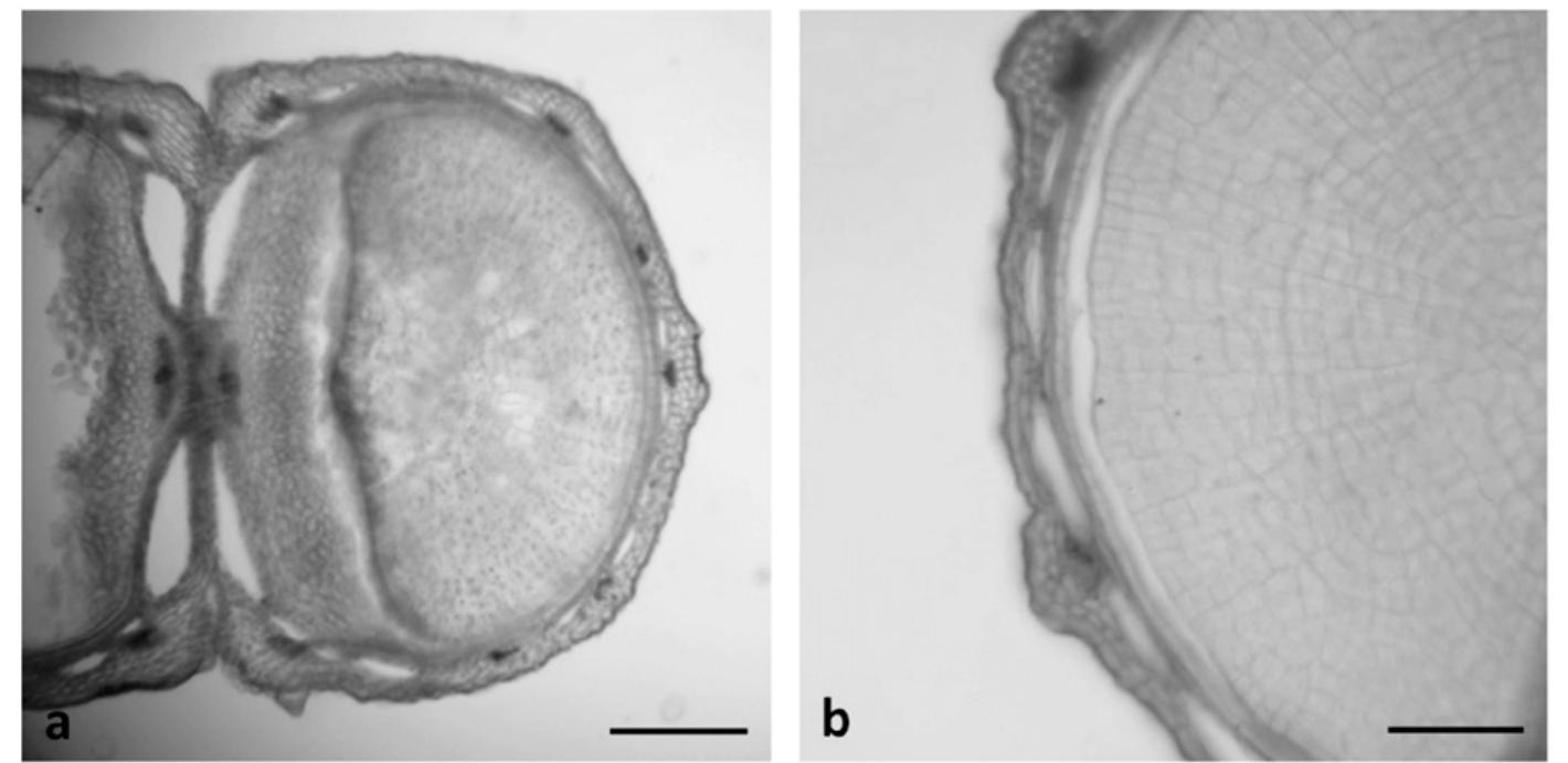Mericarp structure of p. tragioides. scale bar=0.29 mm (a)