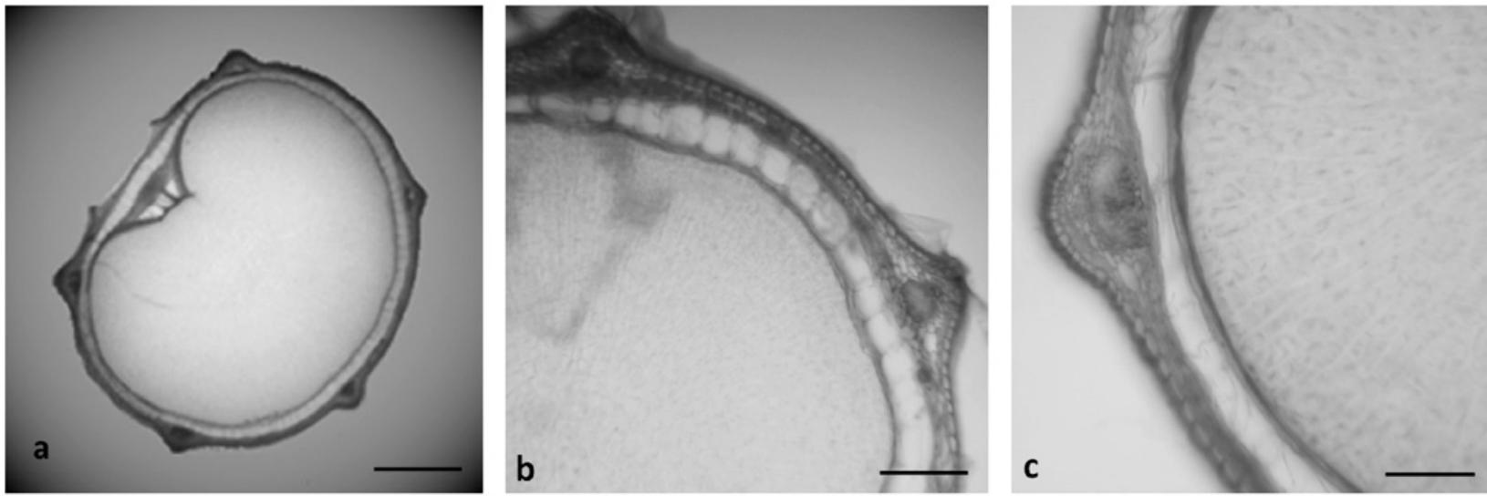 Mericarp structure of ps. anthriscoides. scale bar=0.37 mm