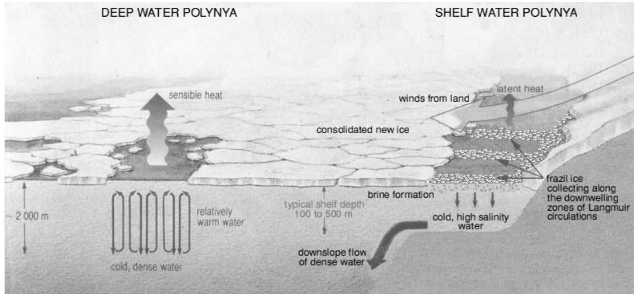 Figure 1 - from Polynya Dynamics: a Review of Observations