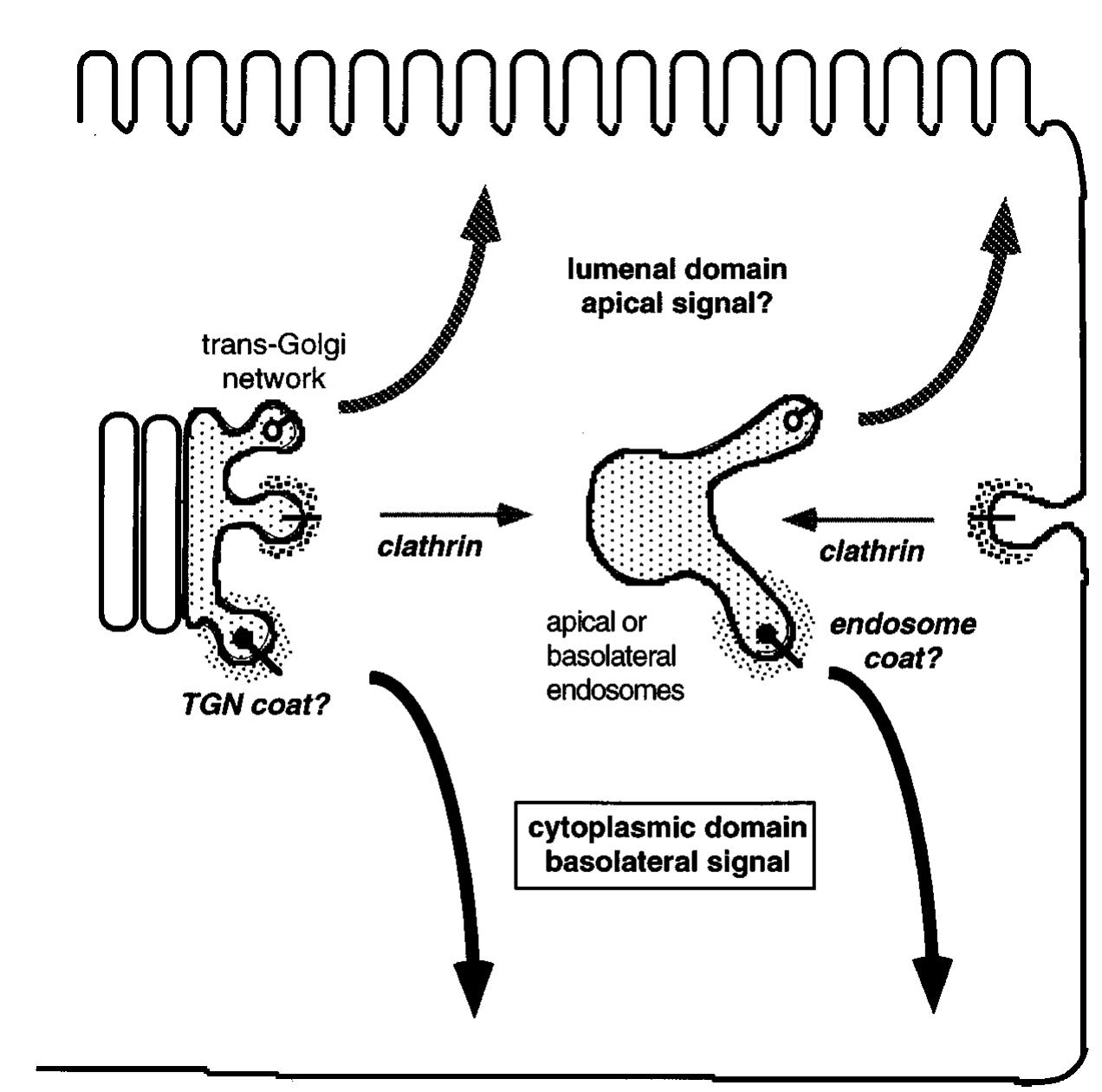 Endosomes and the tgn use common signals for polarized