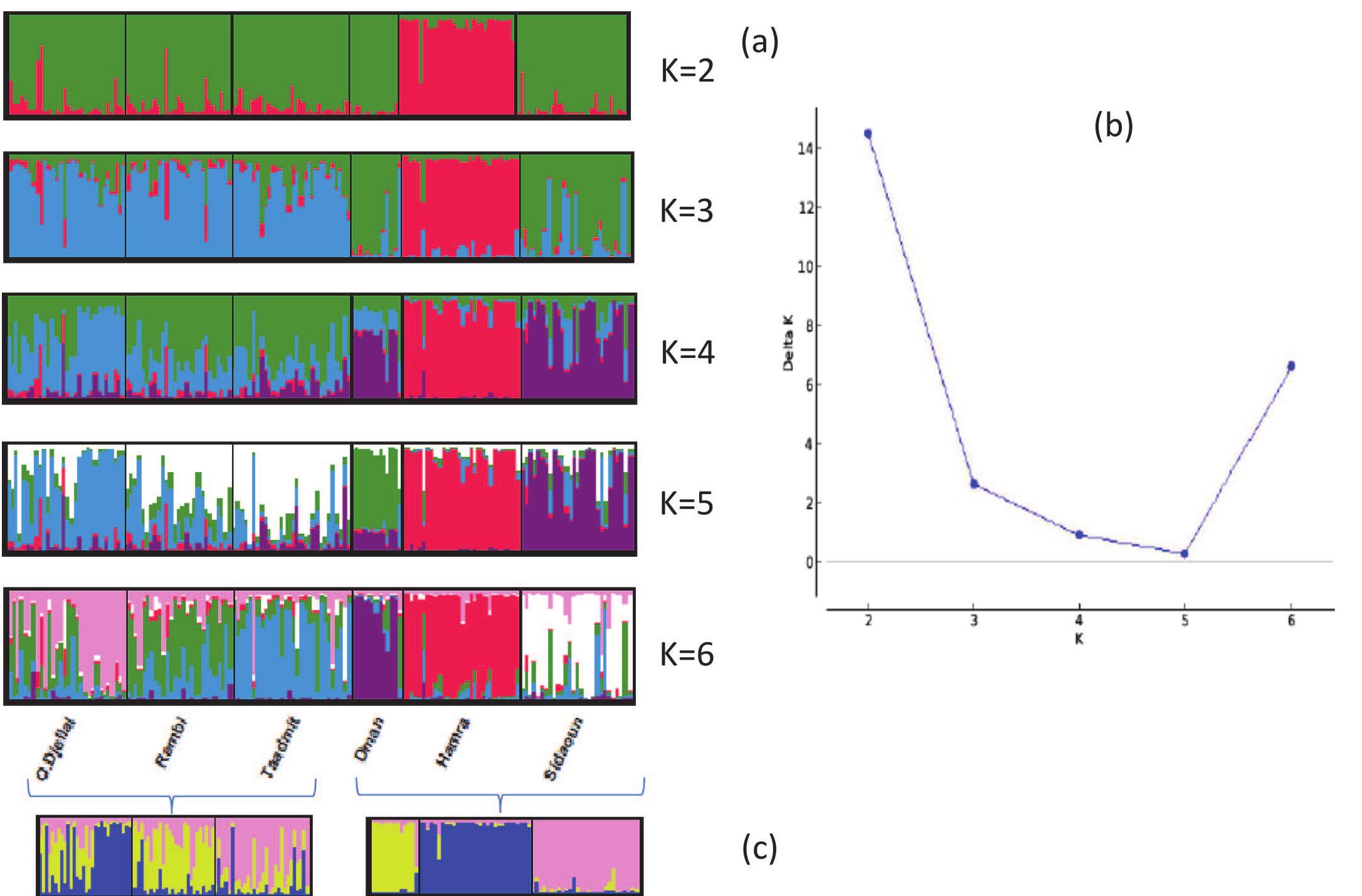 Genetic structure of algerian sheep breeds by bayesian