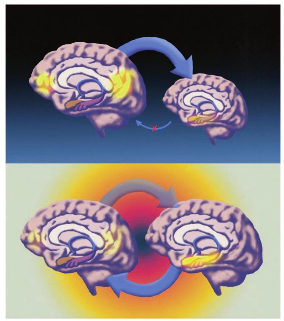 Schematic drawing of the brain mechanisms outlined in the
