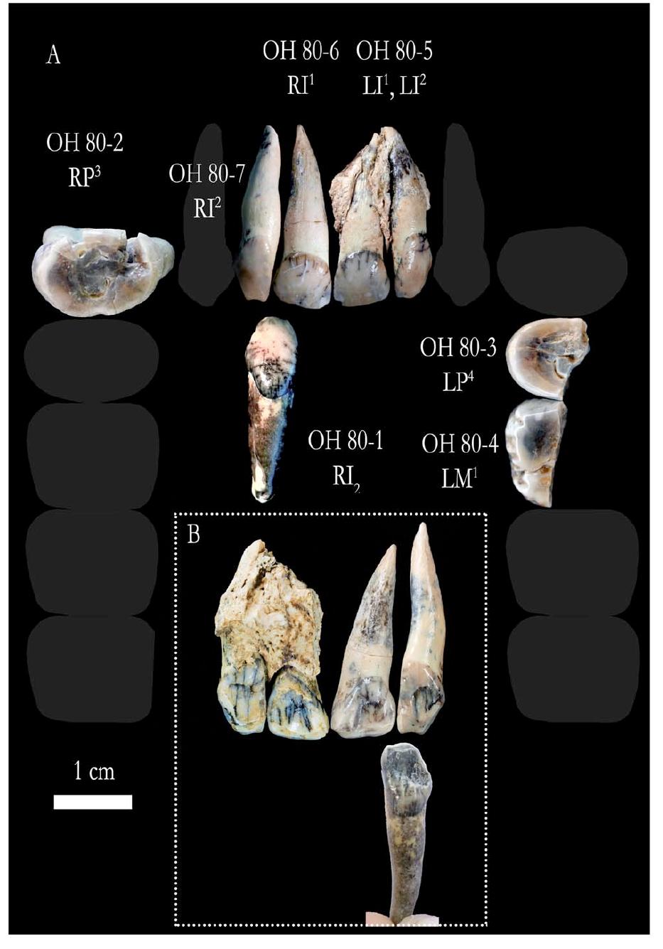 Hominin dental remains from level 4 at the bk site. teeth