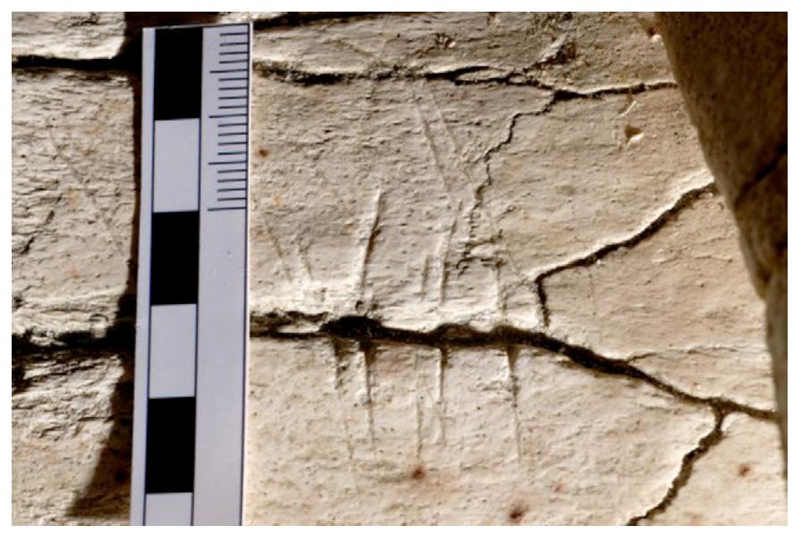 Cluster 1 of cut marks on the elephant scapula. several cut
