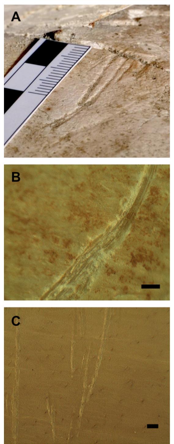 A, cluster 3 of cut marks on the aridos 2 elephant scapula.