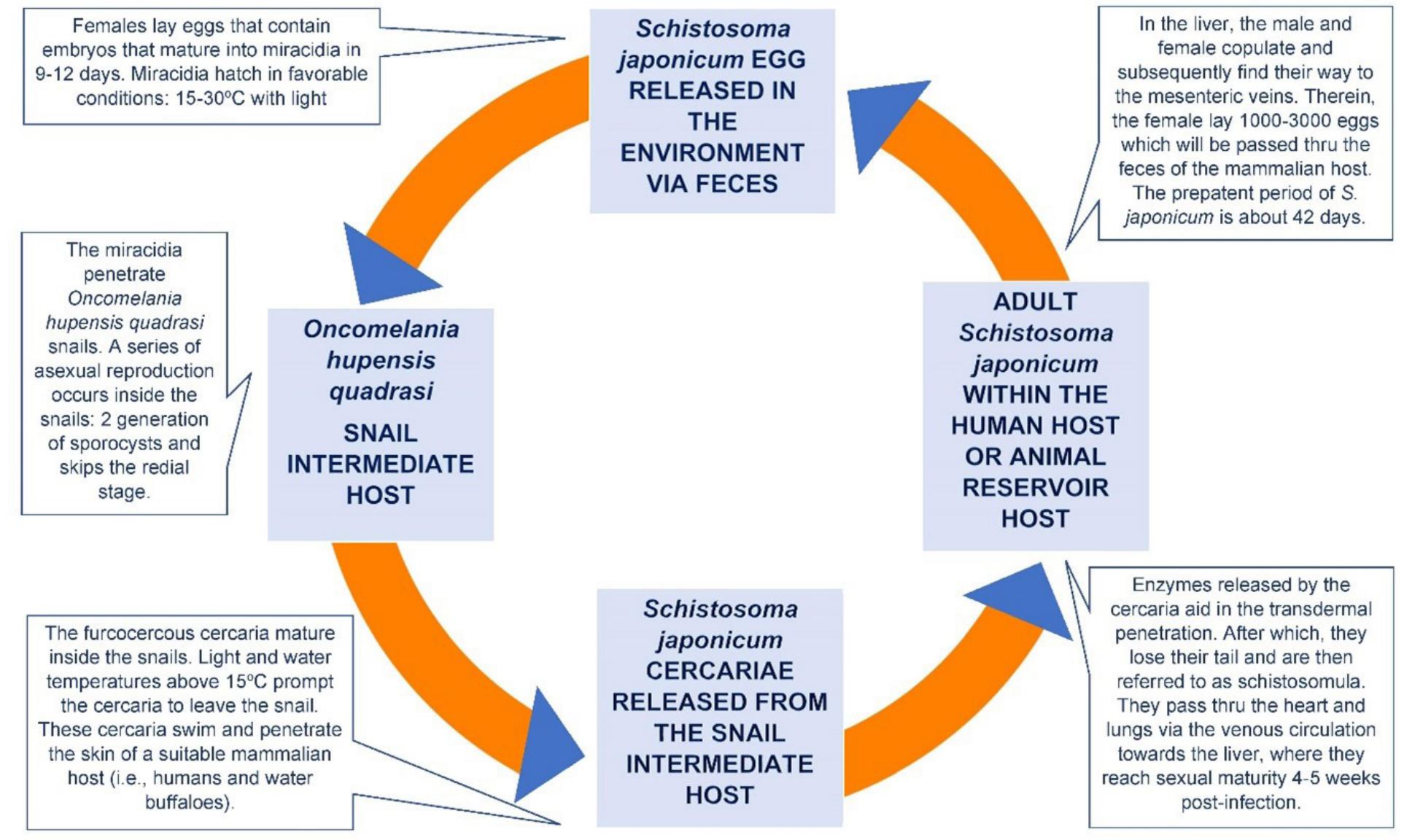 The zoonotic life cycle of schistosoma japonicum in the