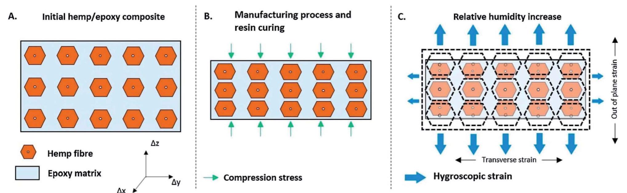 Schematic drawing of orthotropic hygroscopic expansion of