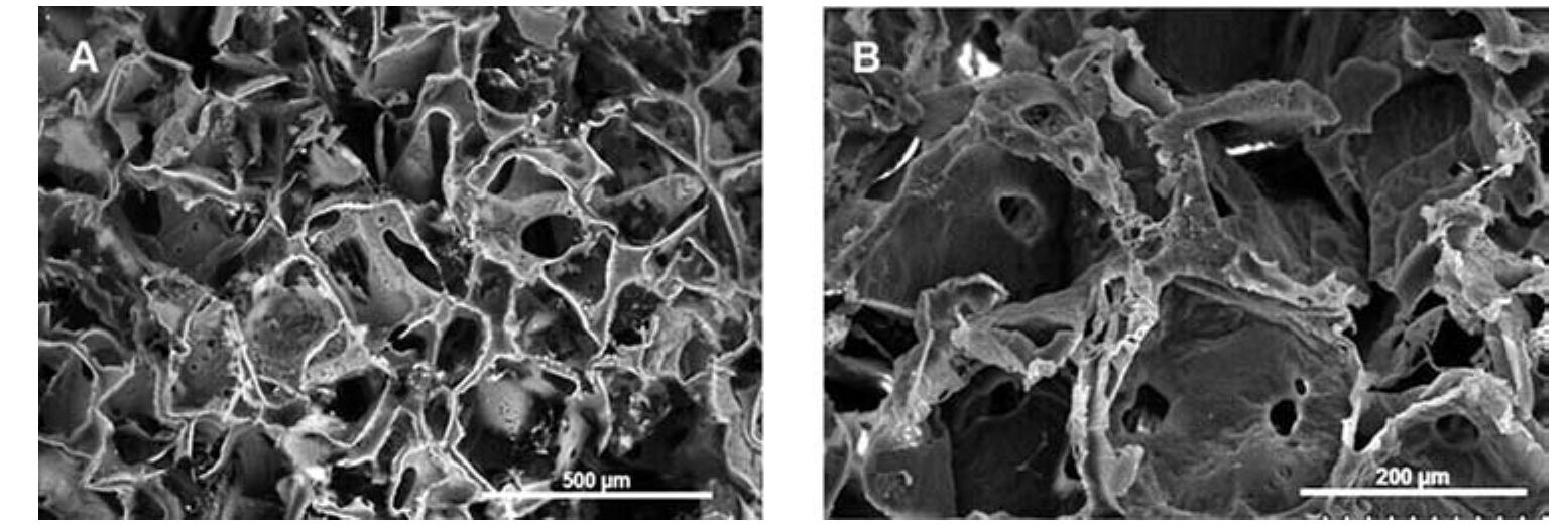 Surface seeding method. to visualize cell distribution in
