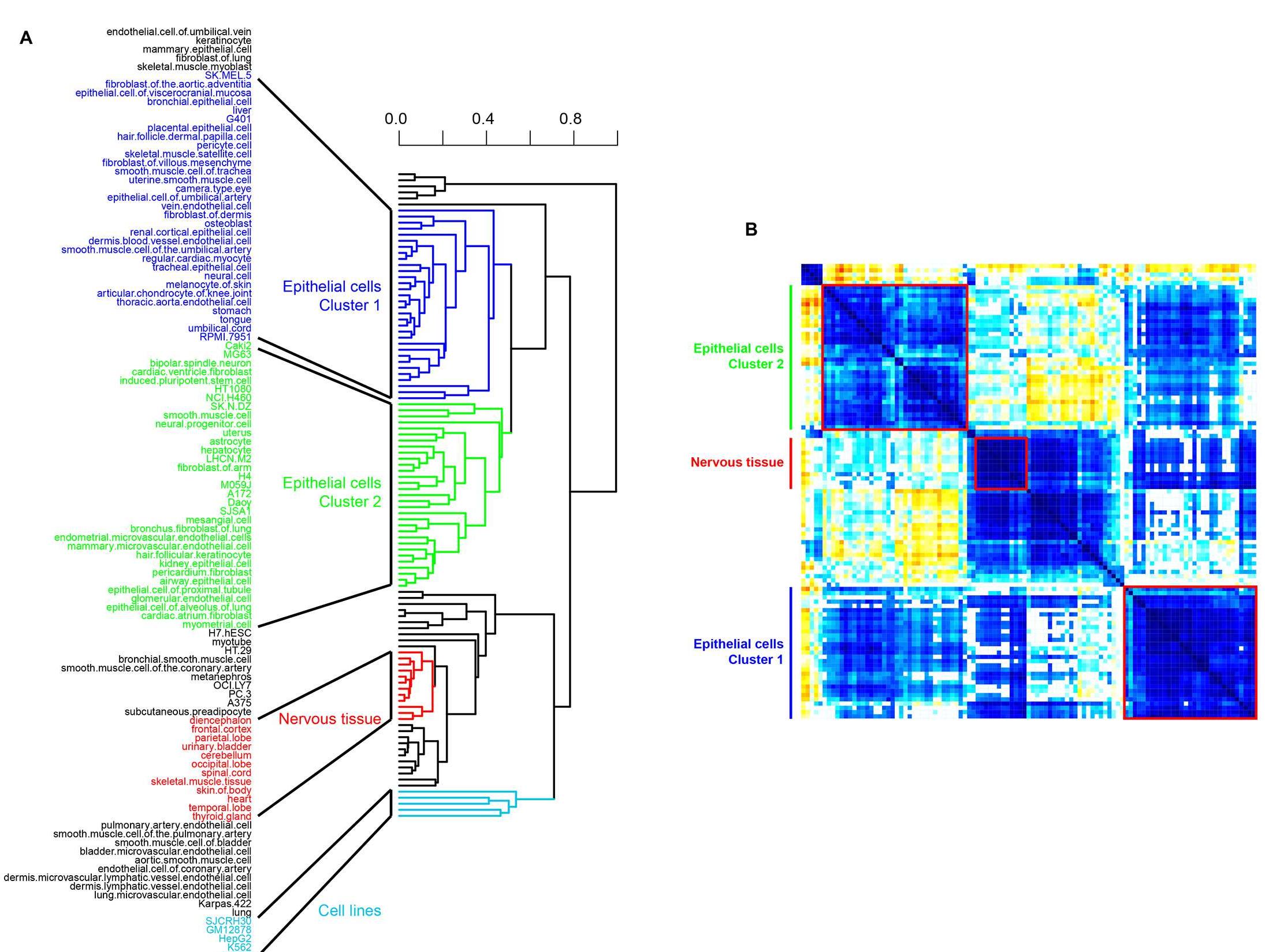 Clustering of human cell types and tissues based on rank