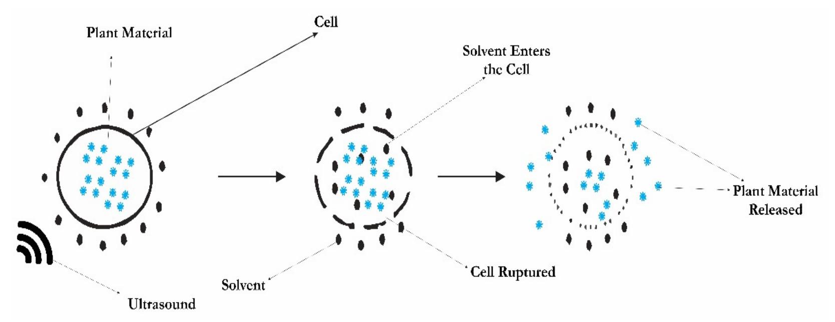 Possible extraction mechanism of ultrasound. cavitation and