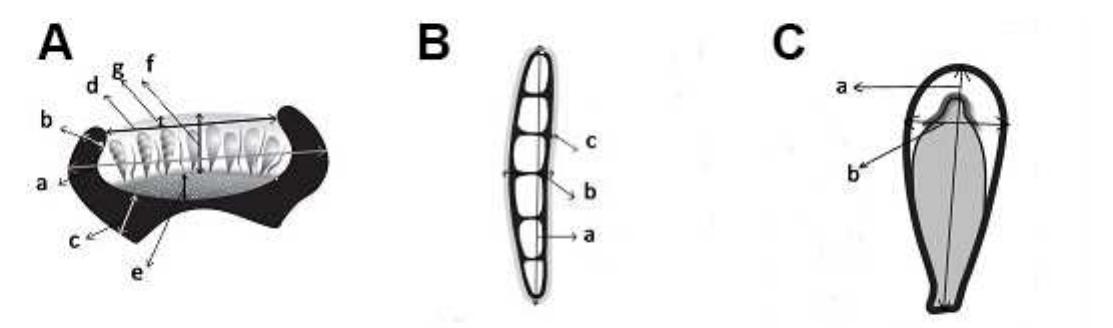 Measurements of selected parts of the ascoma in opegrapha s.