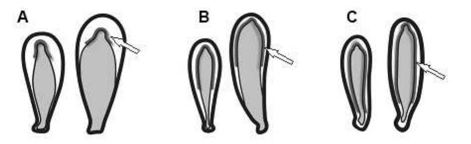 Three grades of color reaction change for the innet membrane