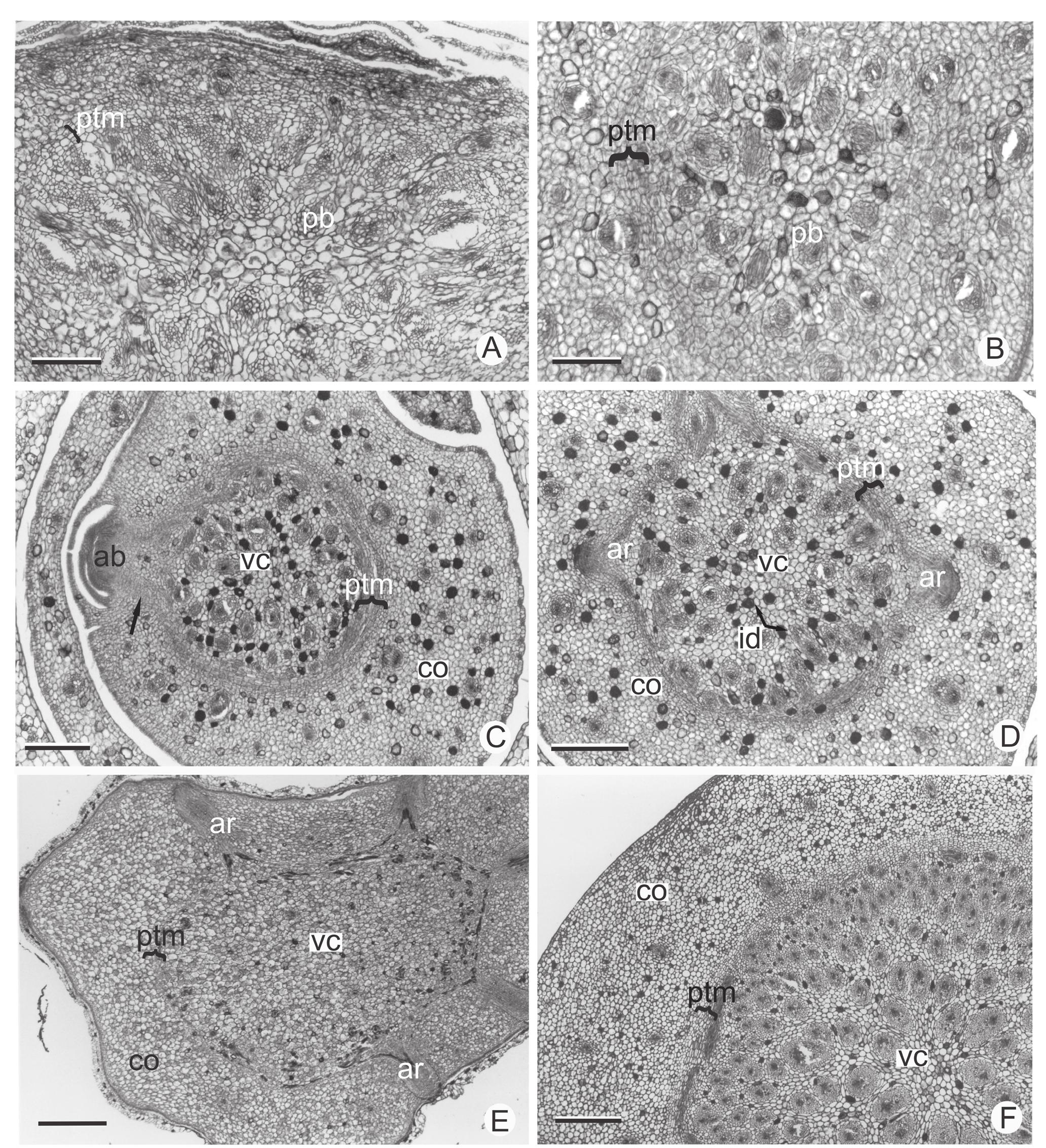 In the rhizomes of cyperus rotundus and c. esculentus, as