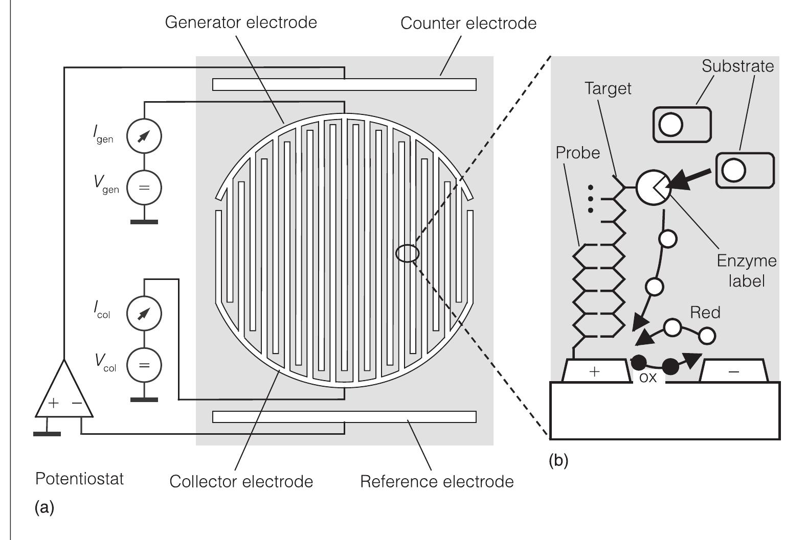 Redox-cycling sensor principle and sensor layout: single