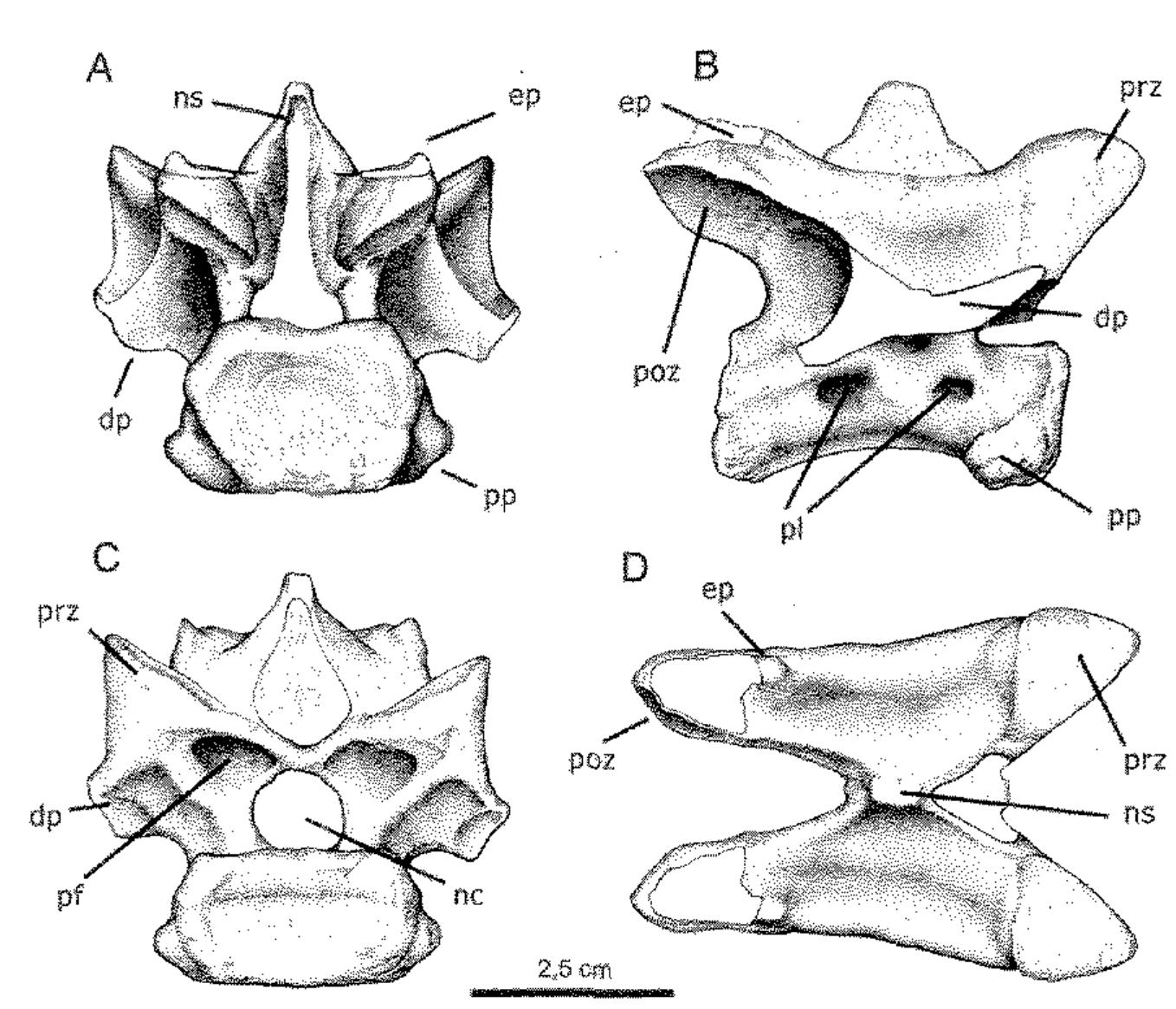 Figure 11 - from Cretaceous theropods from India: A review