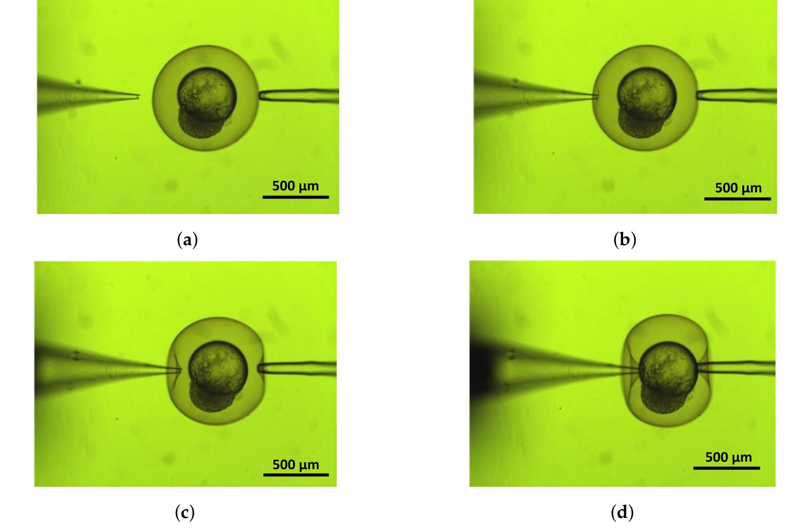 Cell deformation for different stages of zebrafish